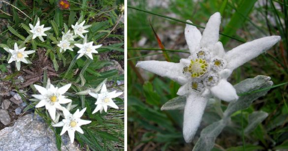 Floarea de colț, simbolul Carpaților românești - Info Natura