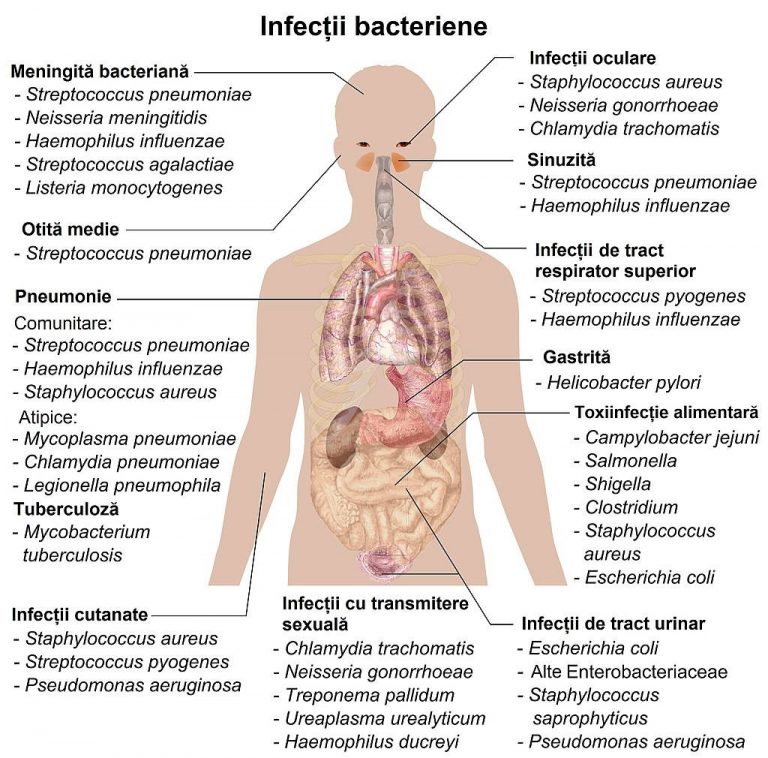 Bacteriile: structură, clasificare, reproducere - Info Natura