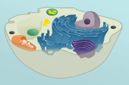 Părțile florii și rolul acestora - Info Natura