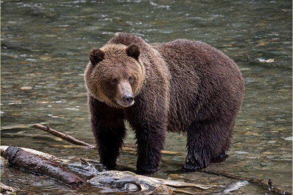 Grizzly, ursul brun de pe continentul nord-american - Info Natura