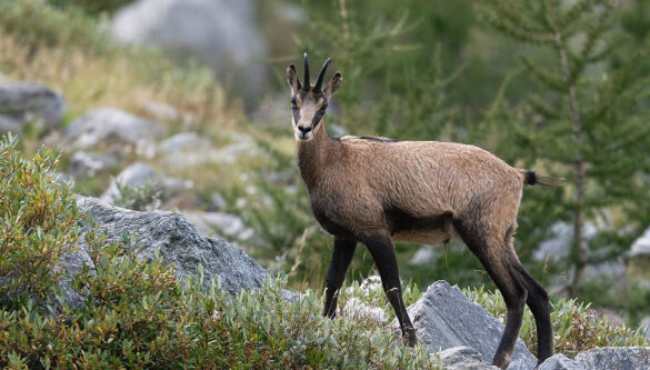Capra neagră, o bijuterie a munților noștri - Info Natura