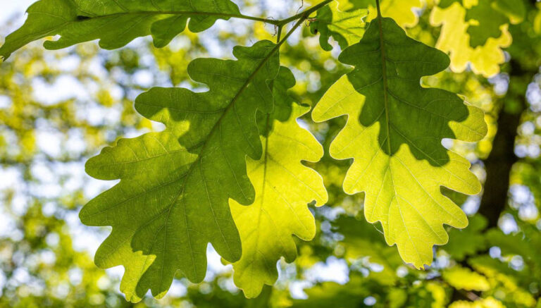 Plante și animale din pădurile de foioase - Info Natura