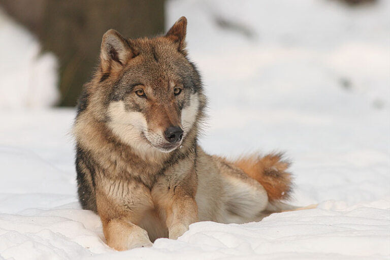 Lupul cenușiu, cea mai mare specie din familia câinilor - Info Natura