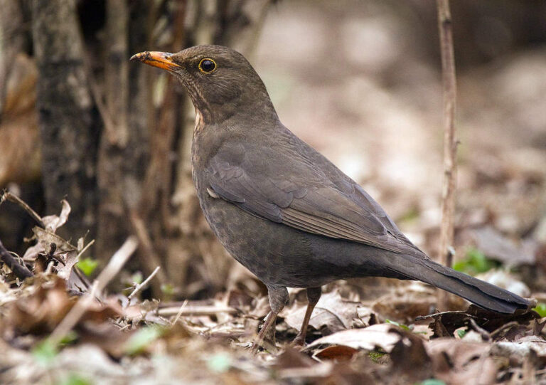 Mierla, o pasăre elegantă, cu un cântec melodios - Info Natura