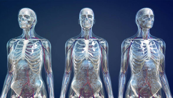 Sistemele corpului uman și funcțiile lor - Info Natura