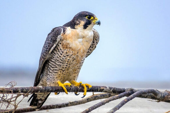 Șoimul călător, cea mai rapidă pasăre din lume - Info Natura
