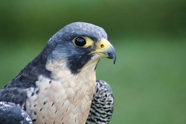 Șoimul călător, cea mai rapidă pasăre din lume - Info Natura