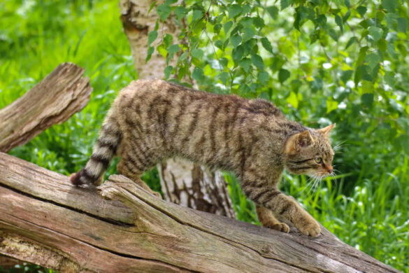 Info Natura - Natură, știință, viață, spațiu, tehnologia viitorului