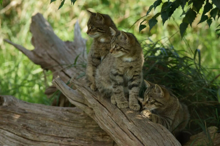 Pisica sălbatică, o prezență discretă prin pădurile noastre - Info Natura