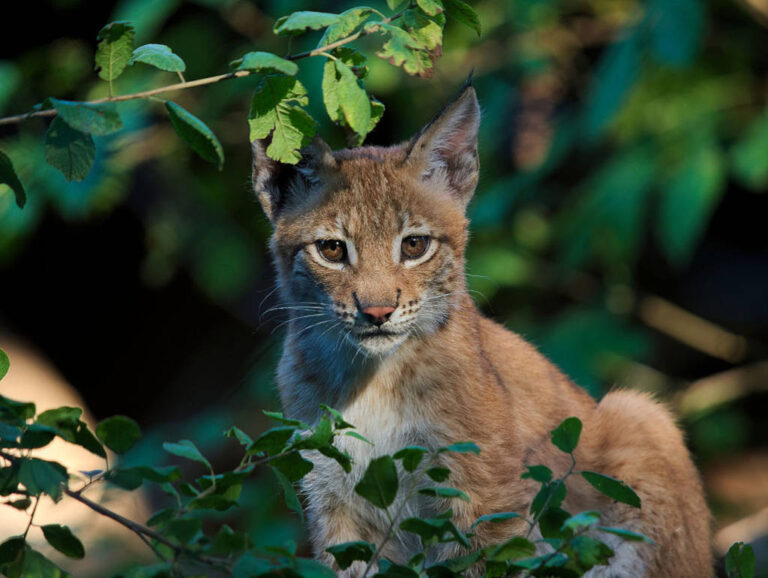 Râsul, felina emblematică a Carpaților - Info Natura