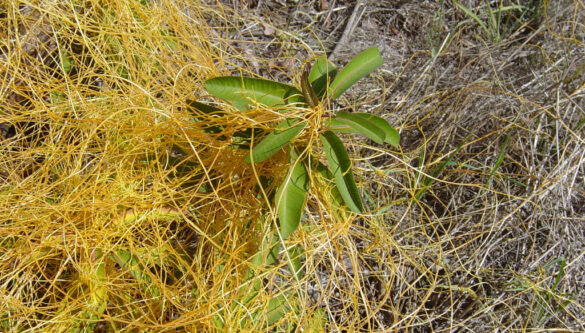Cercetătorii dezvăluie evoluția plantelor parazite - Info Natura
