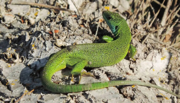 Gușterul, cea mai mare șopârlă din țara noastră - Info Natura