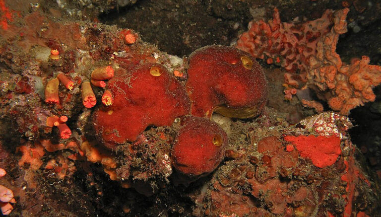 Bureții de mare, animale acvatice simple - Info Natura