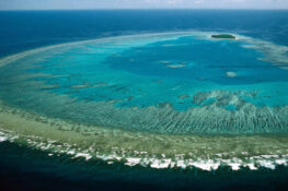 Balena albastră, cea mai mare creatură de pe Pământ - Info Natura