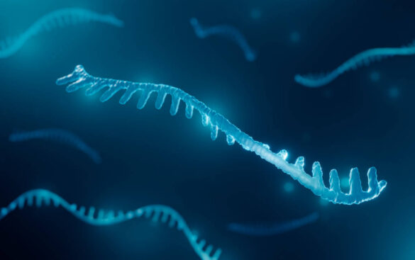 ARN-ul mesager: structură și funcții - Info Natura