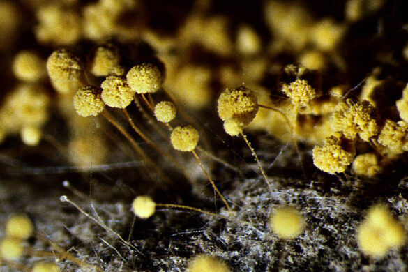 Bacteriile: structură, clasificare, reproducere - Info Natura