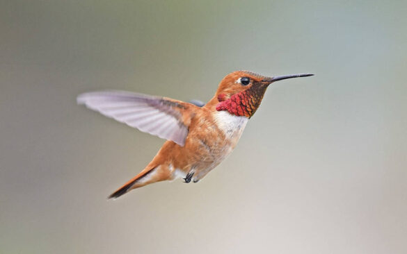 Rolul păsărilor migratoare în ecologie - Info Natura