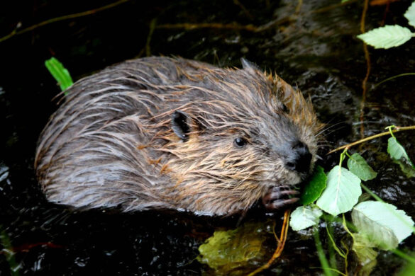 Animale erbivore, carnivore și omnivore - Info Natura