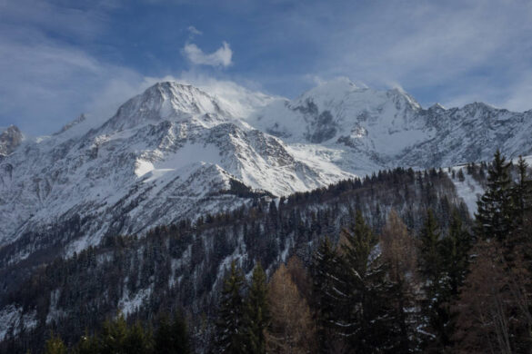Pădurile, medii importante pentru biodiversitate și stocarea carbonului ...