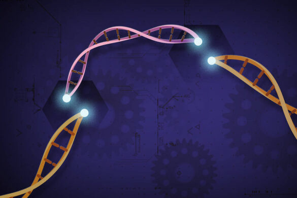 Acizii nucleici: structură, funcție, tipuri și exemple - Info Natura