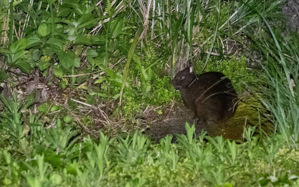 Un iepure rar joacă un rol ecologic important - Info Natura
