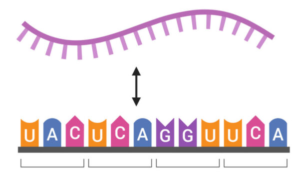 Acidul ribonucleic (ARN), o rudă apropiată a ADN-ului - Info Natura