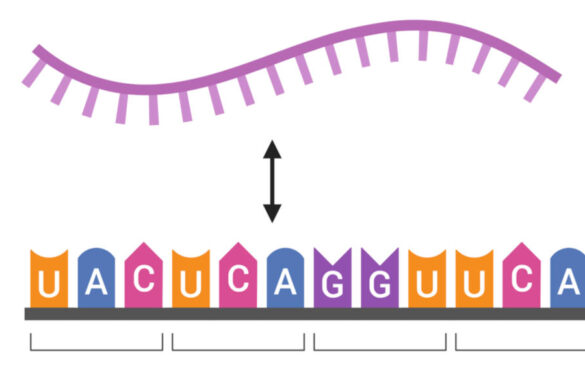 Acizii nucleici: structură, funcție, tipuri și exemple - Info Natura