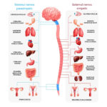 Sistemul nervos - structură, funcții și afecțiuni - Info Natura