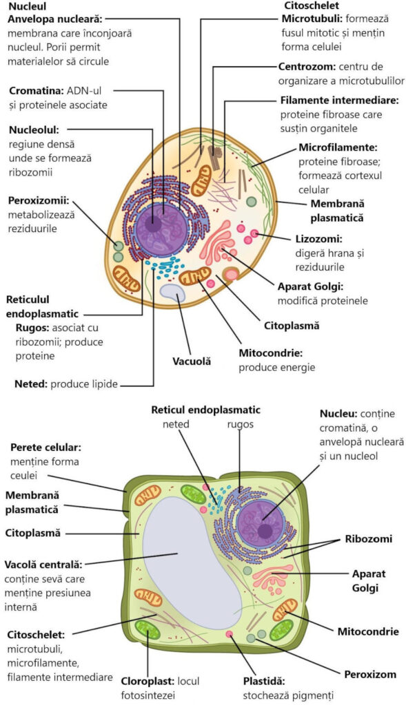 Structura celulei (partea de III-a): celula eucariotă - Info Natura