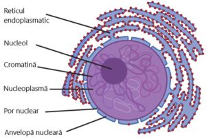 Structura celulei (partea de III-a): celula eucariotă - Info Natura