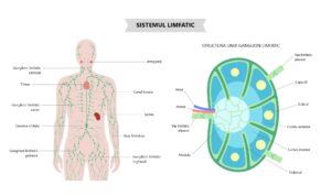 Sistemul limfatic: structură, funcții și afecțiuni - Info Natura