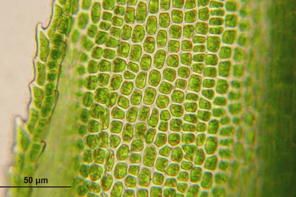 Părțile florii și rolul acestora - Info Natura