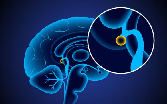 Glanda pineală, locul de producere a melatoninei - Info Natura