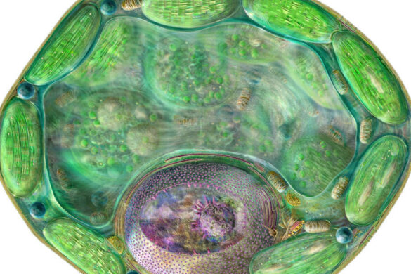 Celula procariotă: definiție, structură și funcții - Info Natura