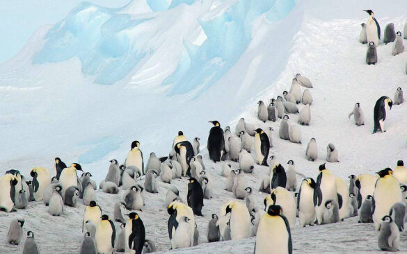 Pinguinii imperiali au pierdut mii de pui anul trecut - Info Natura