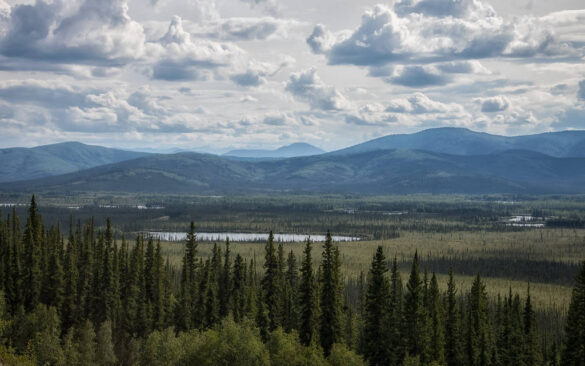 Taigaua, pădurea din regiunea subarctică - Info Natura