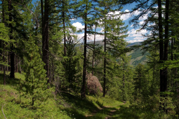 Pădurile, medii importante pentru biodiversitate și stocarea carbonului ...