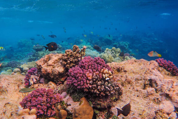 Pădurile, medii importante pentru biodiversitate și stocarea carbonului ...