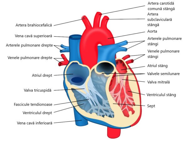 Inima, organul central al sistemului circulator - Info Natura