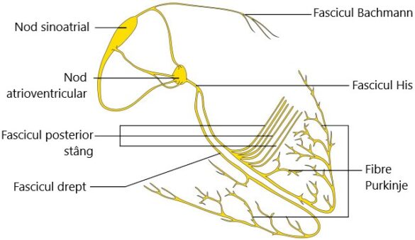 Inima, organul central al sistemului circulator - Info Natura