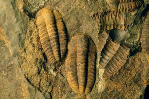 Ce sunt fosilele și cum se formează ele - Info Natura