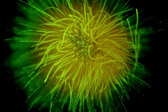 Bacteriile: structură, clasificare, reproducere - Info Natura