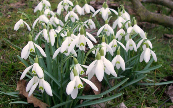 Ghioceii, primele flori ale primăverii - Info Natura