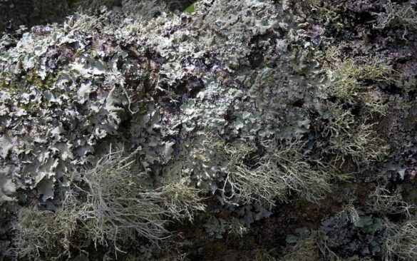 Lichenii, o simbioză între ciuperci și alge - Info Natura