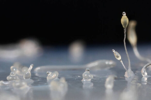 Membrana celulară (partea a IV-a): endocitoza și exocitoza - Info Natura