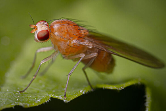 Animale erbivore, carnivore și omnivore - Info Natura