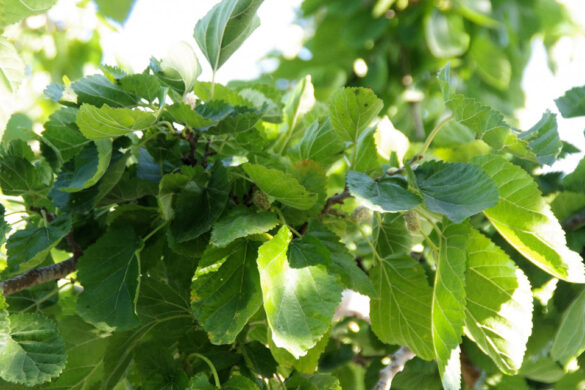 Părțile florii și rolul acestora - Info Natura