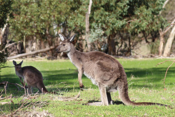 Animale erbivore, carnivore și omnivore - Info Natura