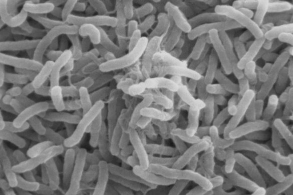 Bacteriile: structură, clasificare, reproducere - Info Natura