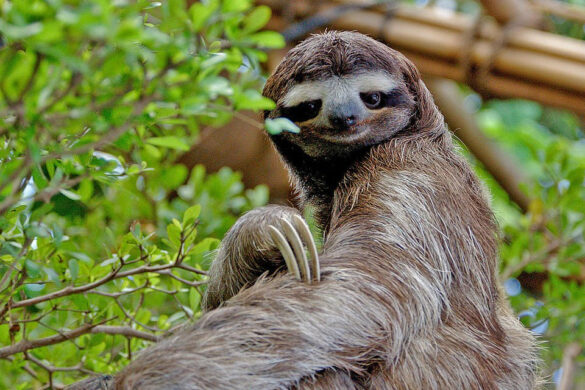 Lupul cenușiu, cea mai mare specie din familia câinilor - Info Natura